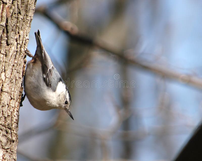 Nuthatch II stock image. Image of wildlife, trees, bird - 109273