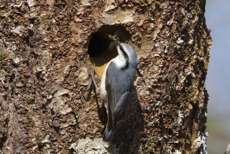 A Nuthatch and Its Burrow in the Tree Stock Photo - Image of forest ...