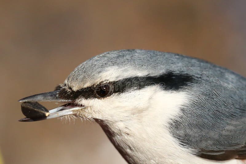 Nuthatch stock image. Image of feeding, bare, eating - 49501821