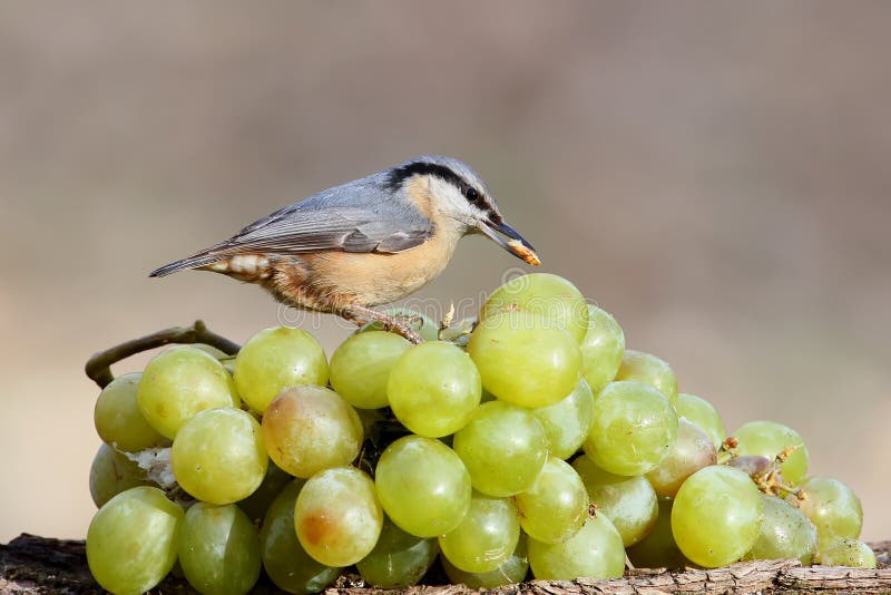Nuthatch with a Nut in Its Beak Sits on a Bunch of White Grapes. Stock ...