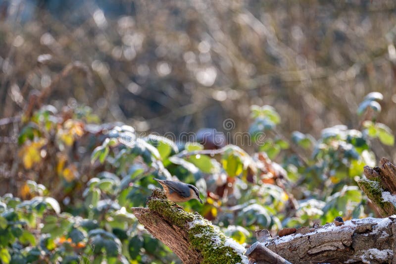 A Nuthatch on an Old Tree Stump Stock Photo - Image of nature, sits ...