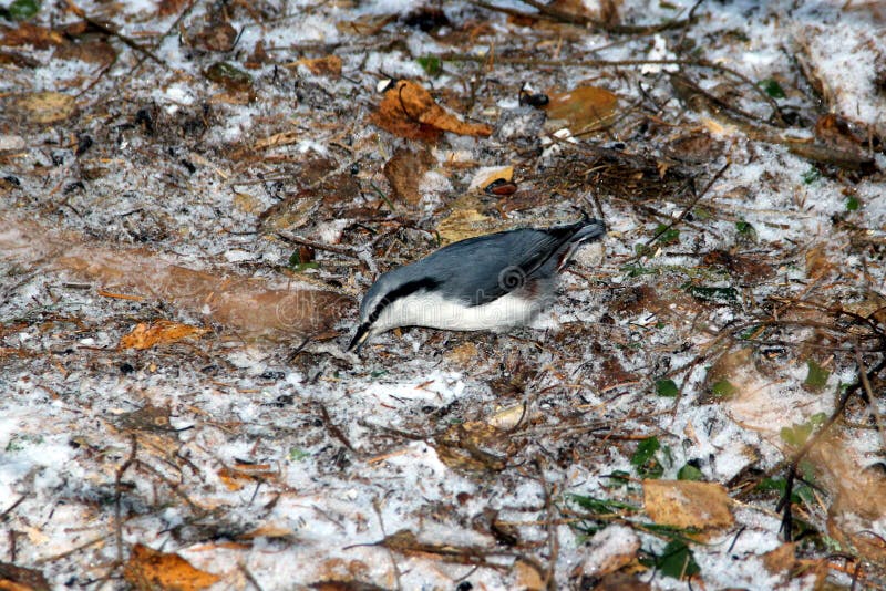 Nuthatch on the path stock photo. Image of yellow, leaves - 103242644