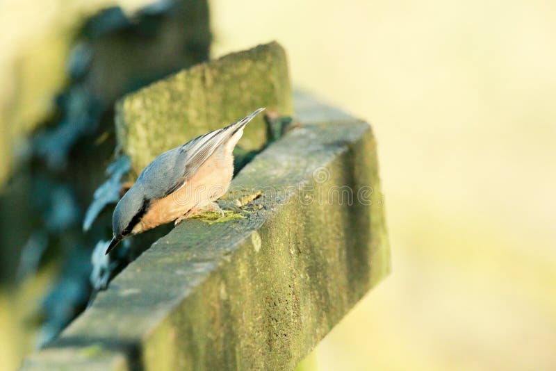 Man Peering Down a Cardboard Tube Stock Image - Image of paper, aged ... Man Peering Down a Cardboard Tube Stock Image - Image of paper, aged ...