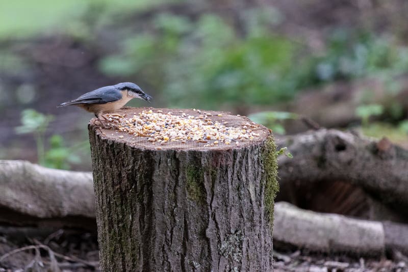 Nuthatch Perched on a Tree Stump with a Seed in Its Beak Stock Photo ...