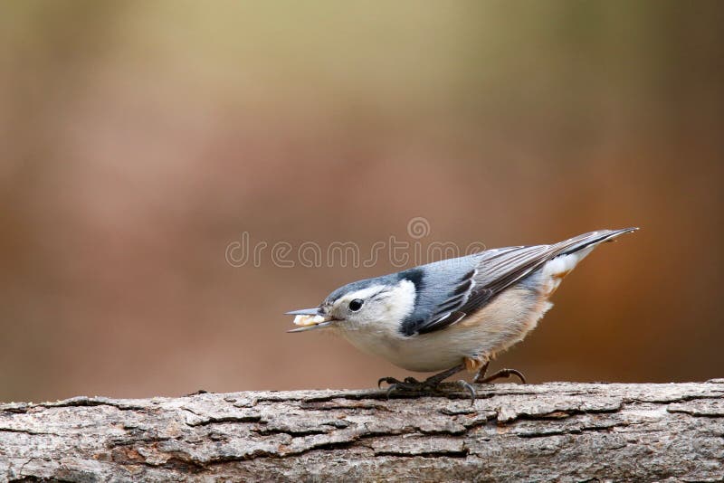 Nuthatch Perching on a Branch in Fall Stock Image - Image of nuthatch ...