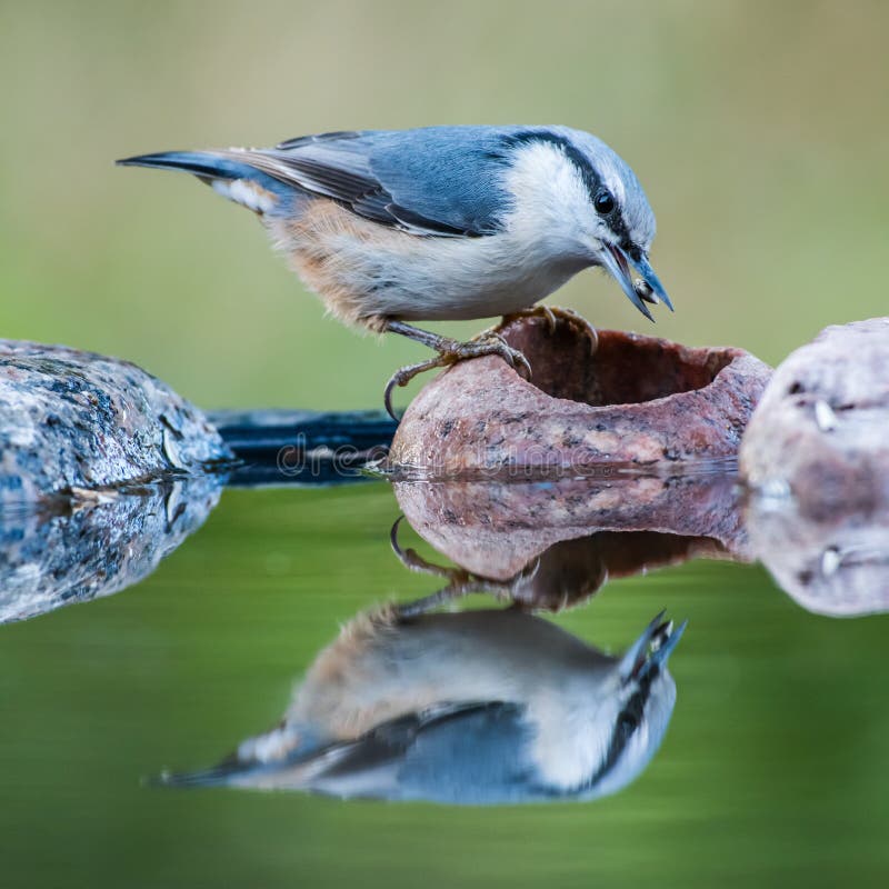 Nuthatch`s Catch at the Pond Stock Photo - Image of stone, rock: 128633848