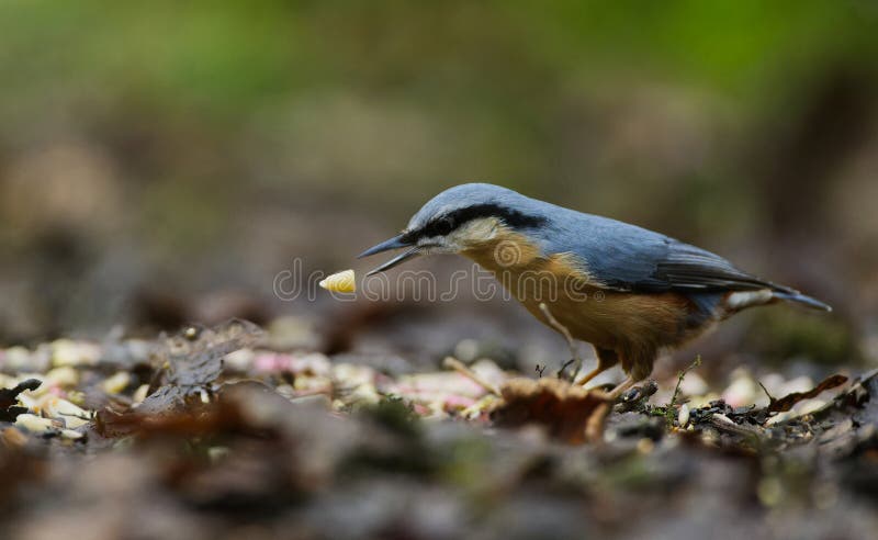 Nuthatch Spitting Nut on Ground Stock Photo - Image of perch, garden ...