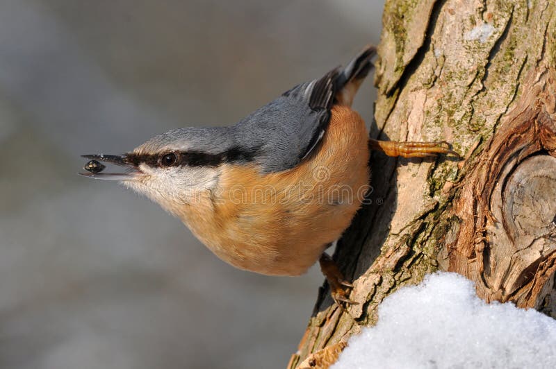 Nuthatch with Sunflower Seed in Beak Stock Image - Image of nutpecker ...