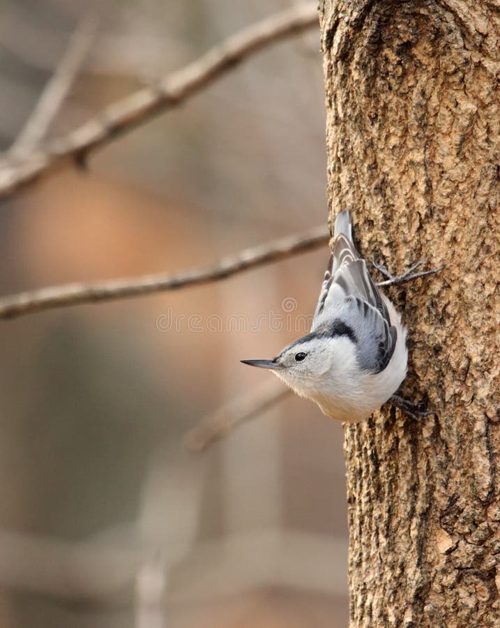 Nuthatch on a Tree stock photo. Image of wildlife, sitta - 28188736