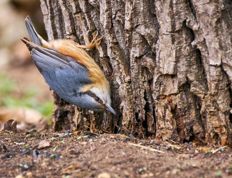 European Nuthatch on the Ground Stock Photo - Image of ground, orange ...