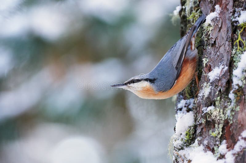 Nuthatch on tree stock image. Image of wildlife, nuthatch - 60618365