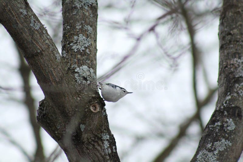 Nuthatch on tree stock photo. Image of side, tree, winter - 130584256