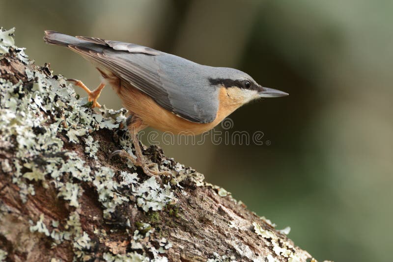 Nuthatch on a Tree Trunk Covered in Lichen. Stock Image - Image of tree ...