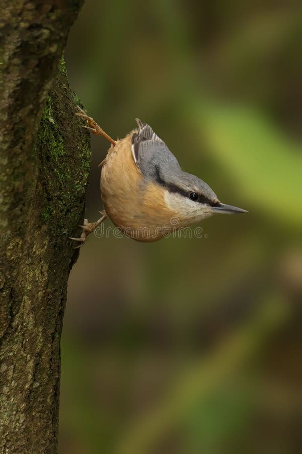 Nuthatch on a Tree Trunk in Forest. Stock Photo - Image of environment ...