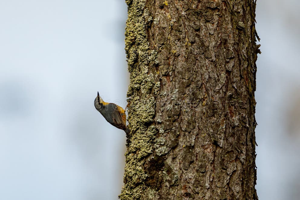 Nuthatch on a tree trunk stock image. Image of forest - 237656661