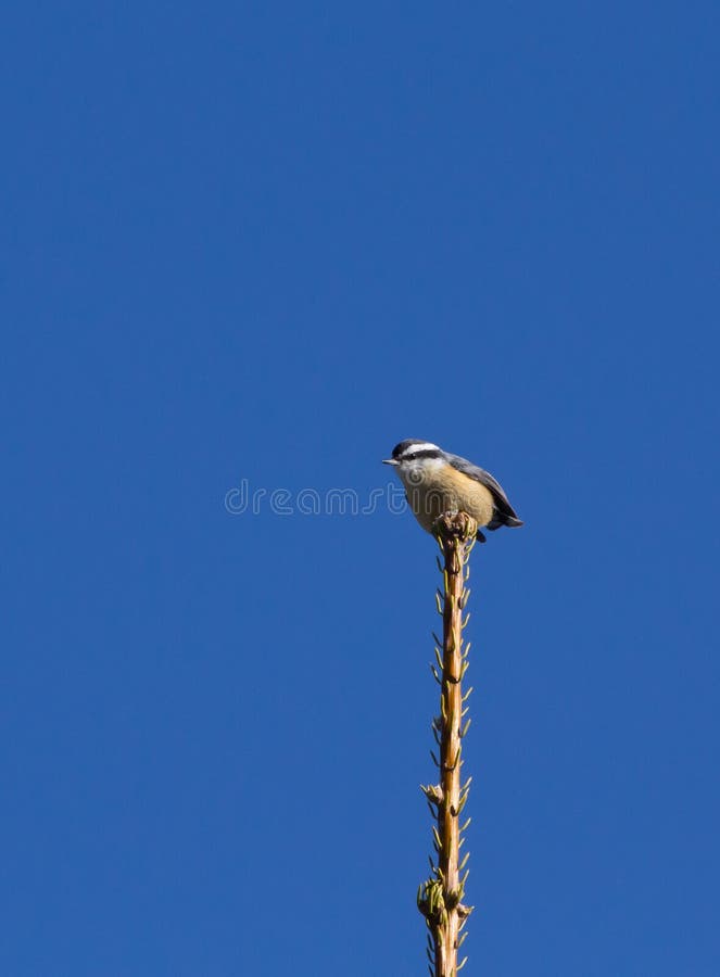 Nuthatch Vogel Met Rode Borst Op Pijnboom Stock Foto - Image of zonnig ...