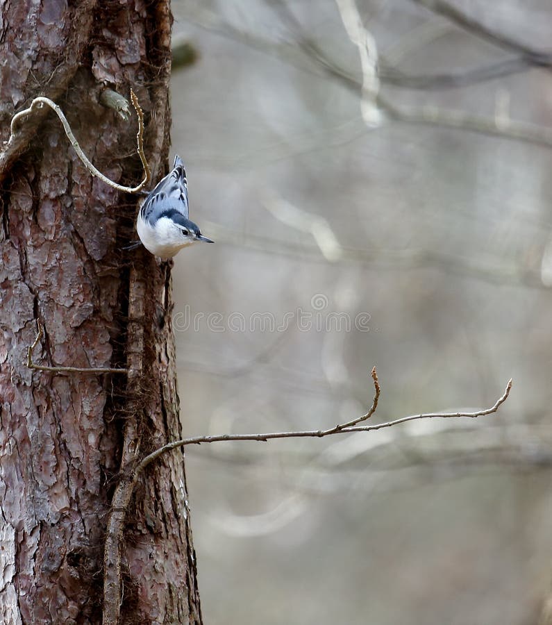 Nuthatch Walking Facing Down on a Tree Trunk Stock Image - Image of ...