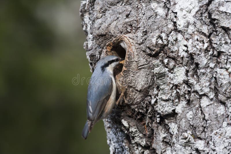 Nuthatcher stock photo. Image of sitta, europaea, birds - 62186838