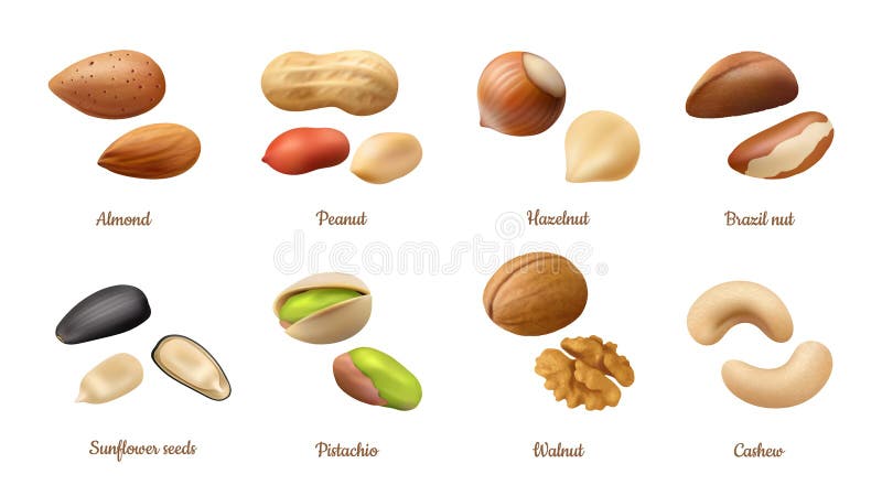 Nuts, in Shell and Opened Kernels Collection Stock Vector ...