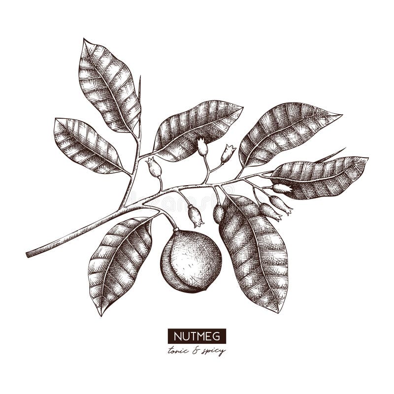 Vector Tree Sketch Stock Illustrations – 160,589 Vector Tree Sketch ... Vector Tree Sketch Stock Illustrations – 160,589 Vector Tree Sketch ...