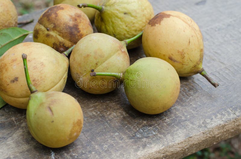 Fresh Organic Nutmeg Fruits or `Myristica Fragrans` is Botanical Name ...