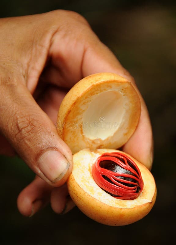 Nutmeg stock image. Image of nutmeg, fruit, apple, tree - 24344701