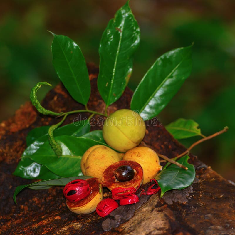 Nutmeg on the Banda Islands, Indonesia Stock Photo - Image of banda ...
