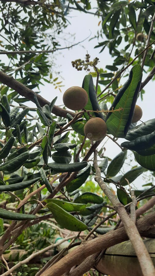 Nutmeg on the branch stock image. Image of tree, berry - 256087043