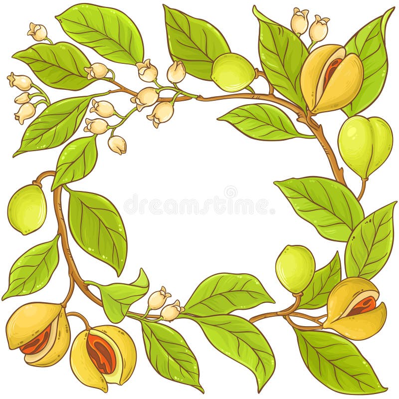 Botanical Nutmeg Stock Illustrations – 437 Botanical Nutmeg Stock ...