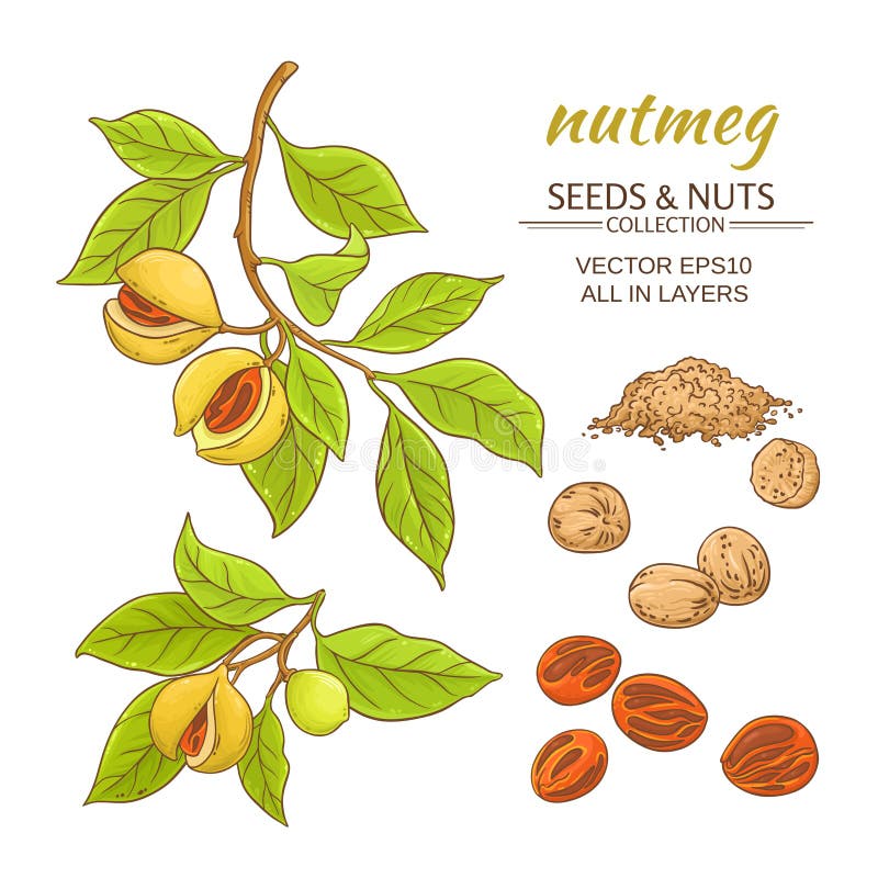 Nutmeg vector set stock vector. Illustration of aromatherapy - 105054874