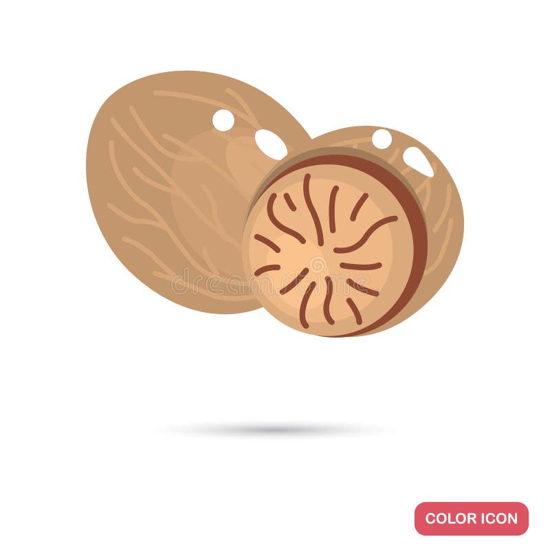 Nutmeg color flat icon stock vector. Illustration of nutritious - 119638159