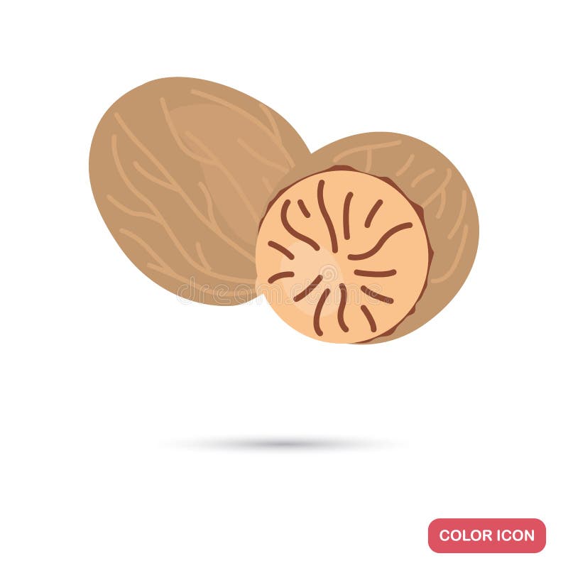 Nutmeg color flat icon stock vector. Illustration of nutritious - 119638159