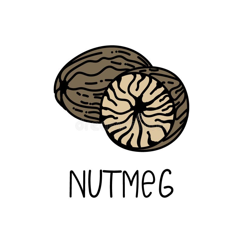Nutmeg, Drawn Element in Doodle Style. Logo and Emblem Packaging Design ...