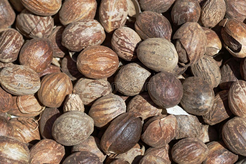 1,123 Nutmeg Fruits Stock Photos - Free & Royalty-Free Stock Photos ...