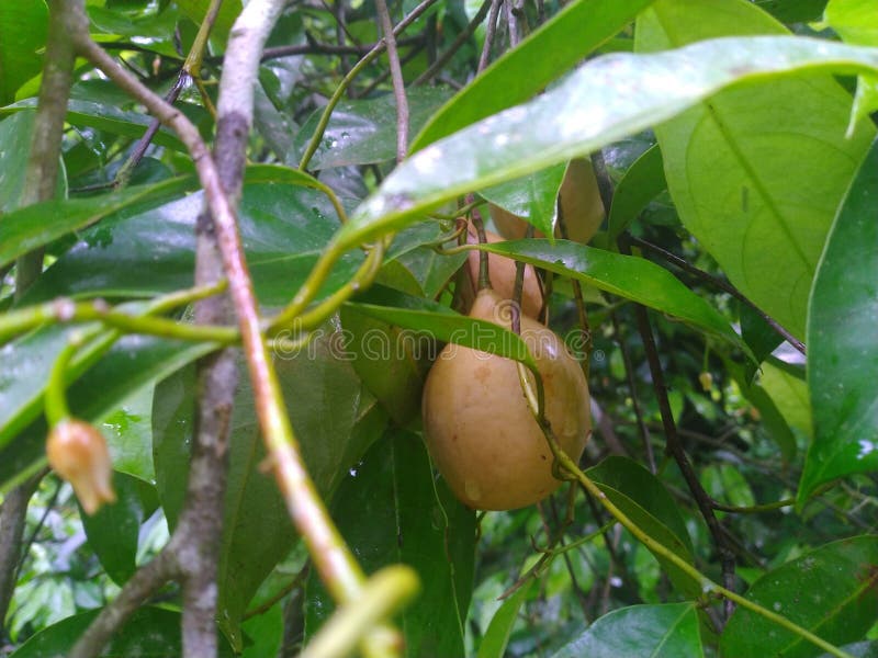 Nutmeg Fruits in the Tree and Ready To Fall Stock Image - Image of ...