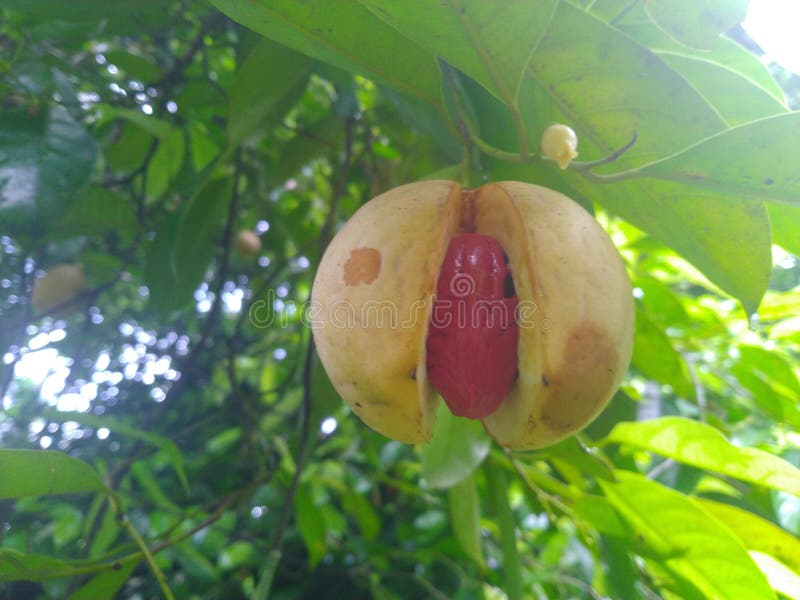 Nutmeg Fruits in the Tree and Ready To Fall Stock Image - Image of ...
