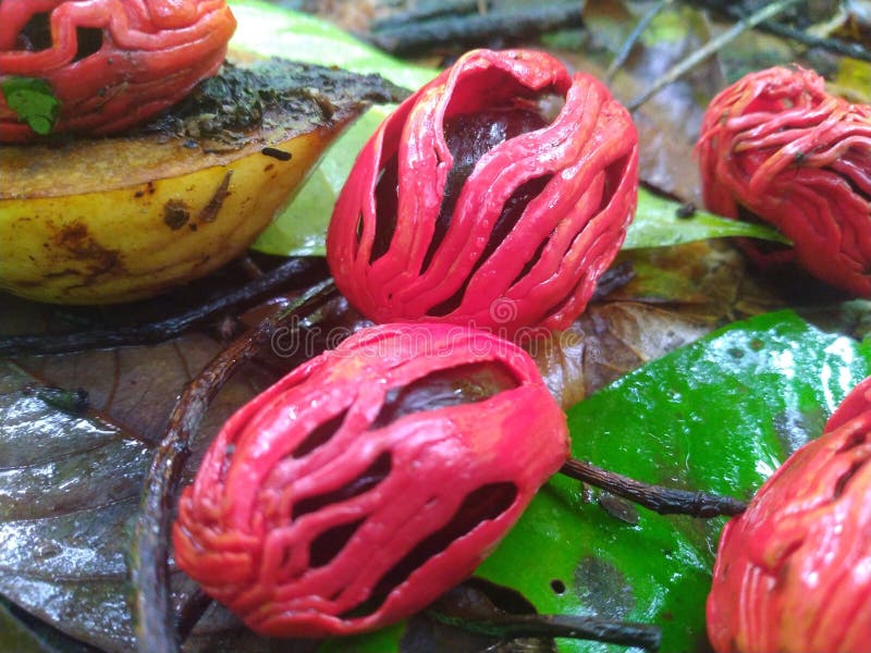Nutmeg Fruits in the Tree and Ready To Fall Stock Photo - Image of ...