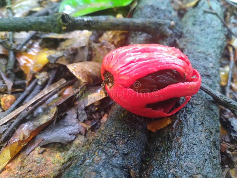 Nutmeg Fruits in the Tree and Ready To Fall Stock Image - Image of ...