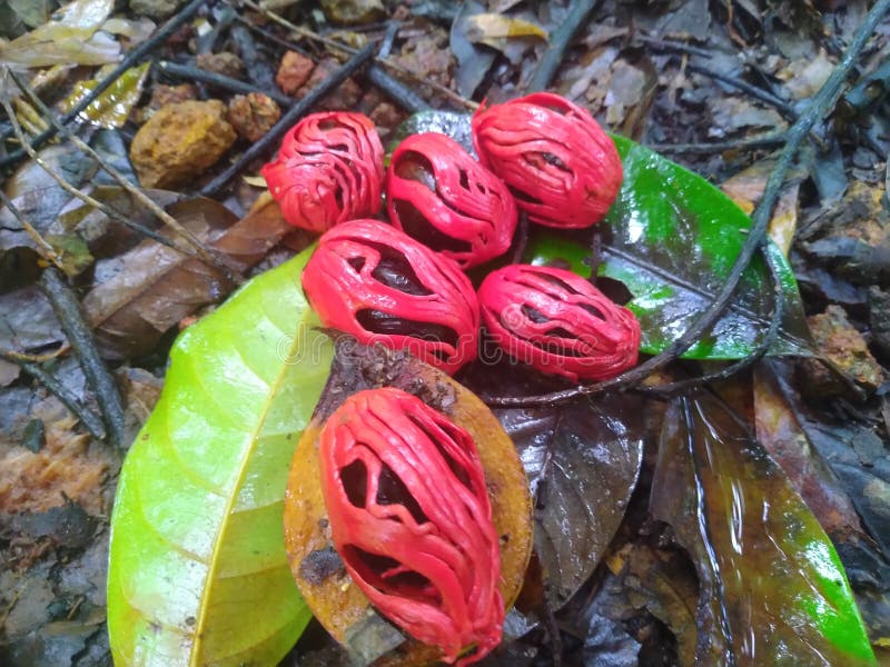 Nutmeg Fruits in the Tree and Ready To Fall Stock Photo - Image of ...