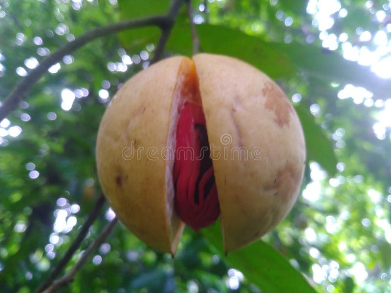 Nutmeg Fruits in the Tree and Ready To Fall Stock Image - Image of ...