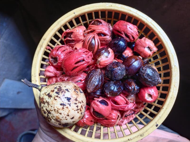 Nutmeg jayfal javitri imagen de archivo. Imagen de fruta - 229744293