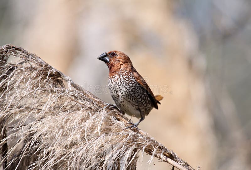 Manniken Perched Stock Photos - Free & Royalty-Free Stock Photos from ...