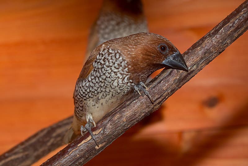 Mannikin Perched Stock Photos - Free & Royalty-Free Stock Photos from ...