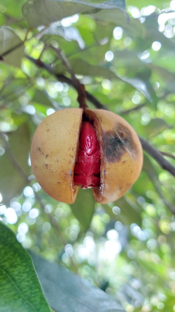 Nutmeg is a Plant that is Typical of Indonesia Stock Image - Image of ...