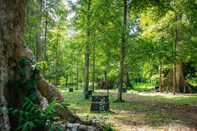 227 Banda Flower Stock Photos - Free & Royalty-Free Stock Photos from ...