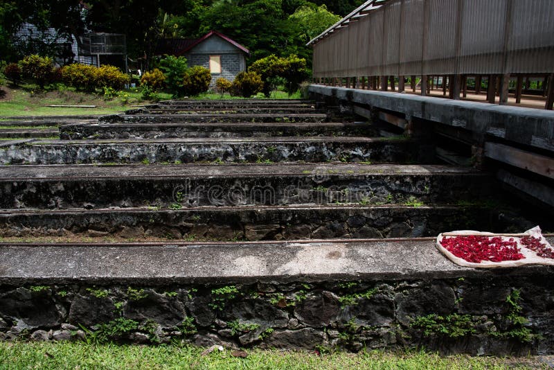 Nutmeg Pods Grenada Stock Photos - Free & Royalty-Free Stock Photos ...