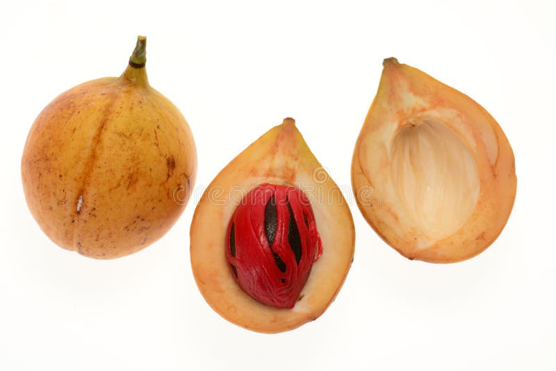 Nutmeg stock photo. Image of brown, season, nuts, seed - 30553766