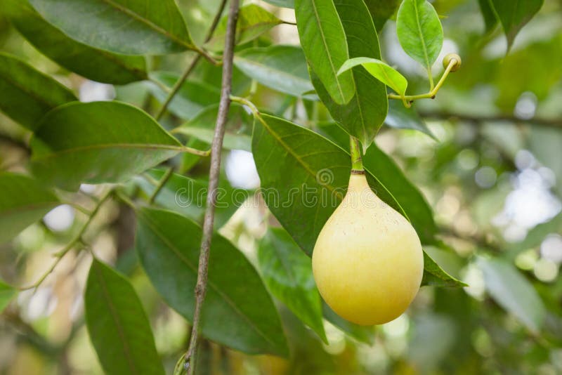 Nutmeg stock image. Image of dark, herb, organic, fruit - 34786805