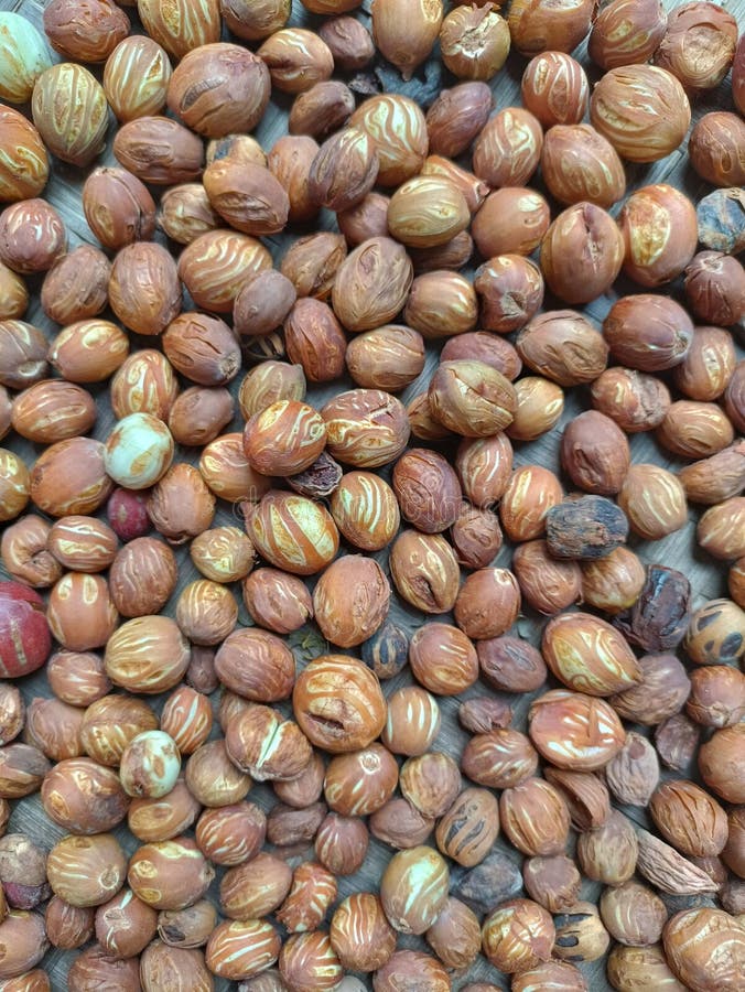 Nutmeg is One of the Local Indonesian Food Flavors Stock Image - Image ...