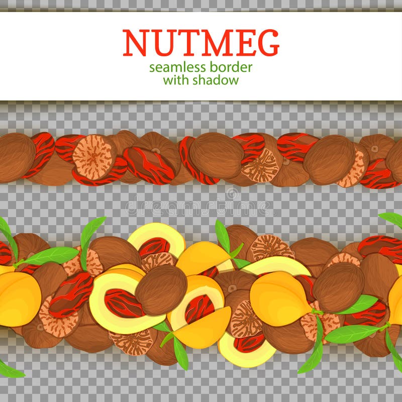 Nutmeg Spicy Horisontal Seamless Border. Vector Card Illustration Stock ...